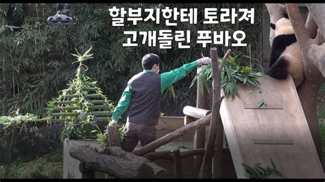 에버랜드 판다 아기판다 푸바오는 할부지랑 놀고싶어서 기다리는데 작은 할부지가 일하시느라 안놀아 줘서 3번 투정을 부리고