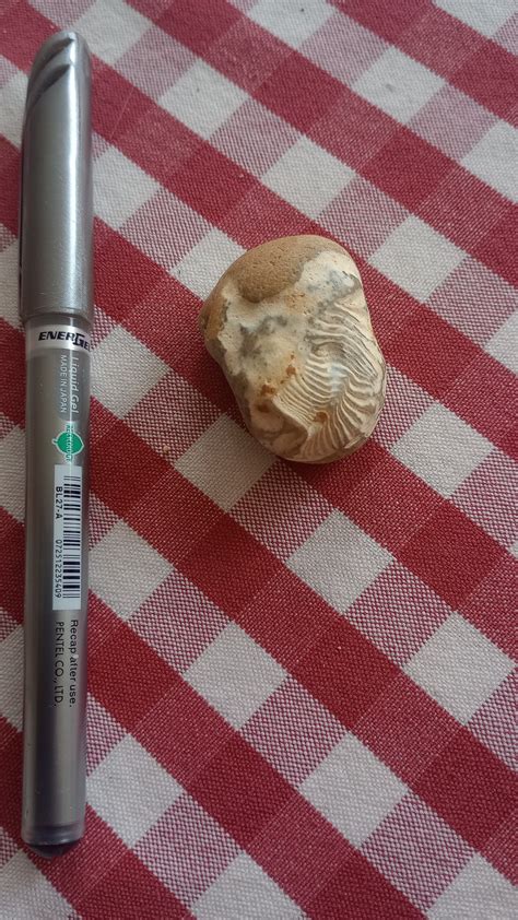 Rock Fossil Identification R Whatsthisrock