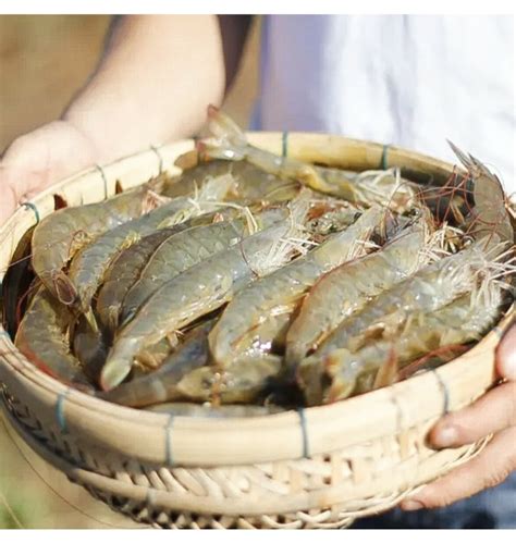 국내산 제철 대하 신안 활새우 1kg 특대 대사이즈 흰다리새우 티몬