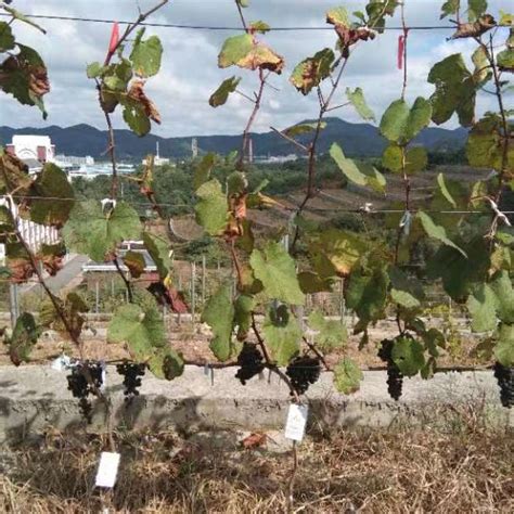 Effects Of Leaf Removal At Véraison Foliar Potassium K Foliar