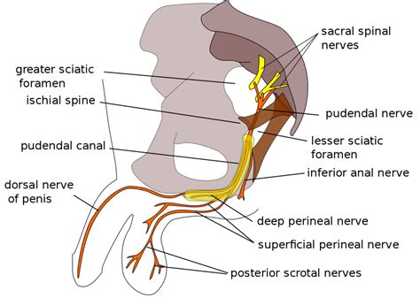 Neurostimolazione Pelvica Ambulatorio Dolore