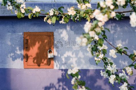 苹果树的枝在墙上投下美丽的阴影高清图片下载 正版图片504262394 摄图网