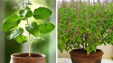 Tulsi Plantation सर्दी में गमले में लगा रहे हैं तुलसी इन तरीकों से