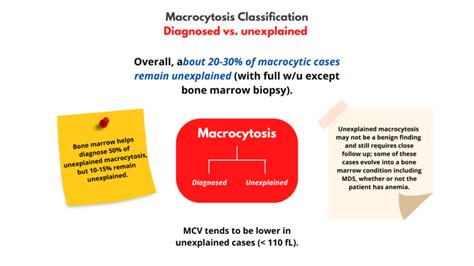 Classification Of Macrocytosis • The Blood Project