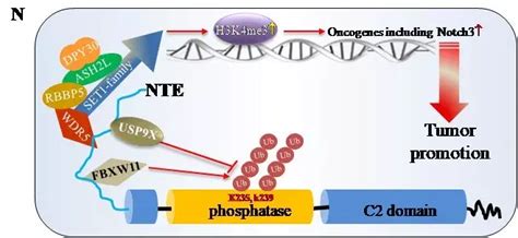 Ncb 陈国强组报道肿瘤抑制蛋白pten翻译变异体的促肿瘤效应 知乎