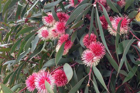 Australian Native Plants Good For Screening At Megan Ramos Blog