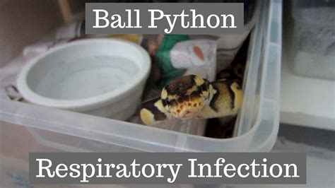 How To Fix Ball Python Respiratory Infection At Linda Lampkin Blog