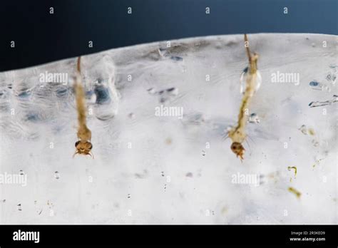 Mosquito Larvae Culex Sp Trapped In Ice During Winter Frost