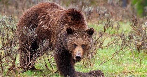 Woman Found Dead After Suspected Grizzly Bear Attack Near Yellowstone