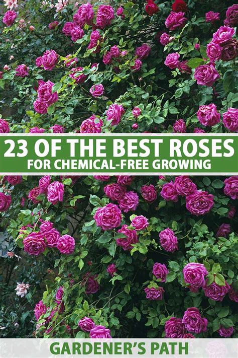 Types Of Rose With Names