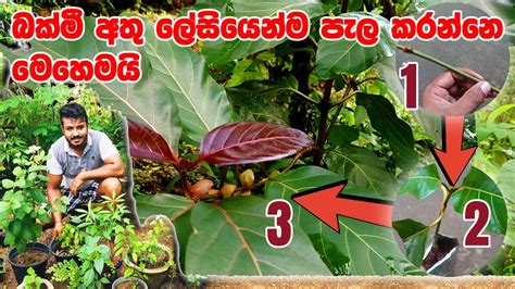 බක්මී අත්තක් ලේසියෙන්ම පැල කරගන්නේ මෙන්න මෙහෙමයි Youtube