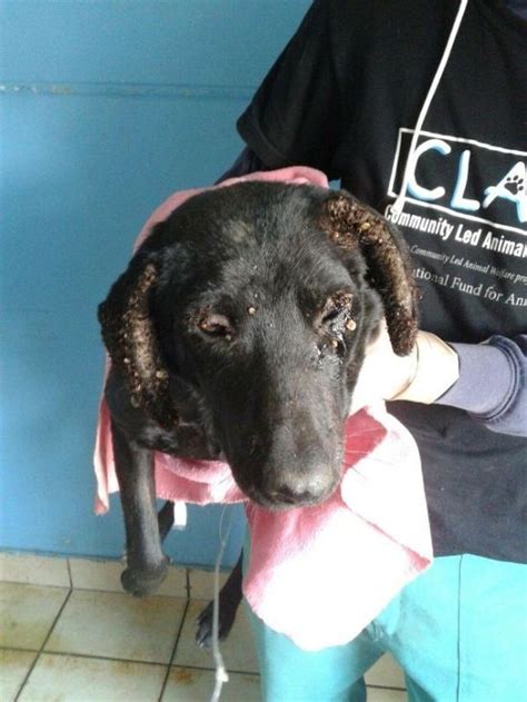 Amazing Transformation Of A Rescued Dog Animals