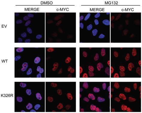 Wt And K326r Myc Exhibit Similar Subcellular Localization Sh Ep Cells Download Scientific