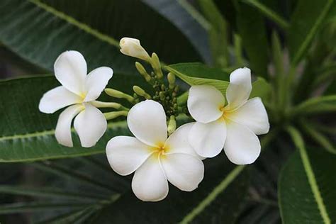 Jasmim Do Caribe Fotos Como Cultivar Plumeria Pudica