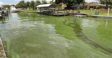Algae Crisis Prompts Action From Gov Scott Cape Coral Life