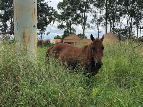 Apreensão De Animais é Realizada Em Presidente Epitácio O Imparcial