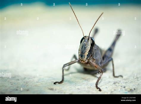 Migratory Locust Locust Locusta Migratoria Grasshopper Locust