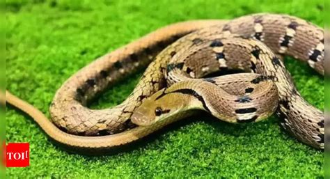 Farmer Takes Snake That Bit Him To Hospital India News Times Of India