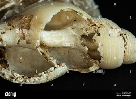 An Old Common Whelk Shell Has Been Broken Open By The Wave Action And