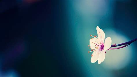 1920x1080 Flower Wallpapers Top Free 1920x1080 Flower Backgrounds