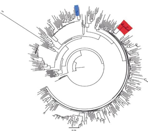 Maximum Likelihood Tree Of Hiv Pol Sequences Generated Using Gtr Model Download Scientific