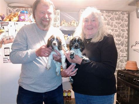 Cocker Spaniel Reviews