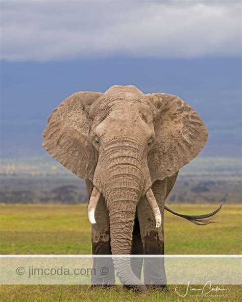 Elephant Amboseli National Park
