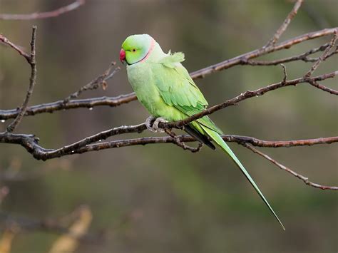 Ring Necked Parakeet Bird Facts Psittacula Krameri Birdfact