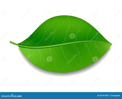 Green Leaf Stock Vector Illustration Of Green Realistic 43791857