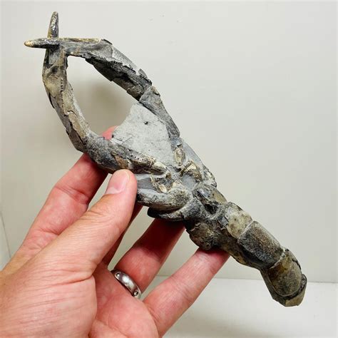 Fossil Lobster On Now And Then Market Bosworth