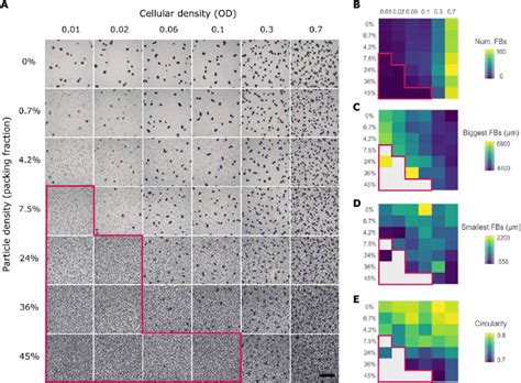 Fruiting Body Formation Depends On Cell And Particle Density A