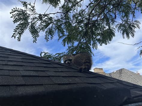 Raccoon Damage To Roofs Skedaddle Toronto