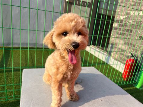 말티푸 쁘니 셀커크렉스무료입양사이트 스핑크스무료입양사이트 아메리칸숏헤어무료입양사이트 아메리칸컬무료입양사이트 아비시니안무료입양사이트 엑조틱무료입양사이트 터키시앙고라무료입양