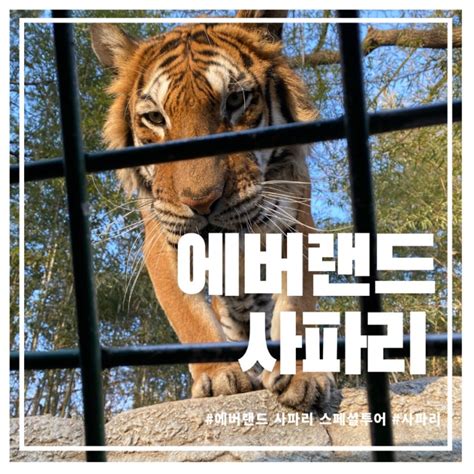 에버랜드 사파리 스페셜투어 예약 가격 후기 네이버 블로그