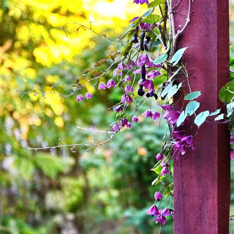 Purple Bell Vine Seeds Flower Seeds In Packets And Bulk Eden Brothers