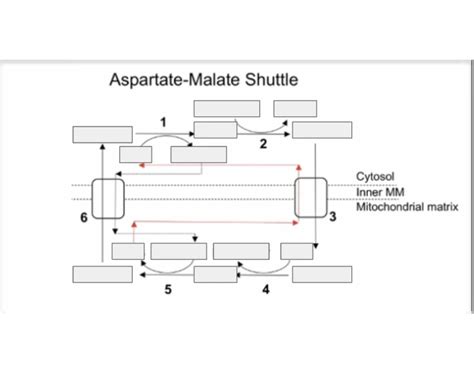 Aspartate Malate Shuttle Quiz