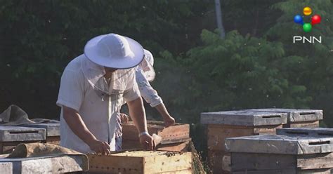 កសិករចិនងាកទៅជួលសេវាពីអ្នកចិញ្ចឹមឃ្មុំដើម្បីបង្កើនផលានុផលរបស់ខ្លួន