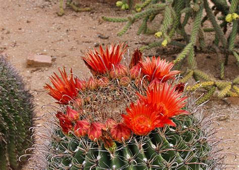 Candy Barrel Cactus Barrel Cactus Cactus Flora