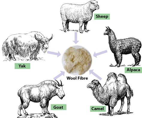 Wool Fibre Identification And Application Of Wool Fibre Part 01