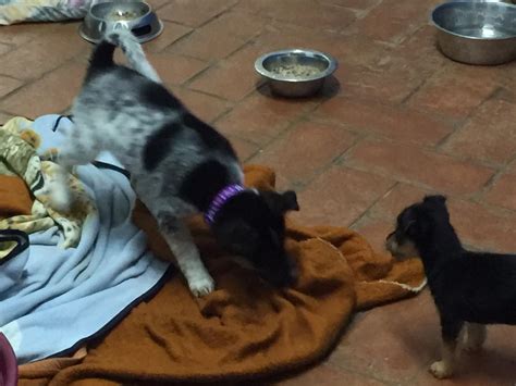 Adele Hundehilfe Mariechen