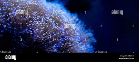 Hammer Coral Is A Large Polyp Stony Coral Referred To As Euphyllia