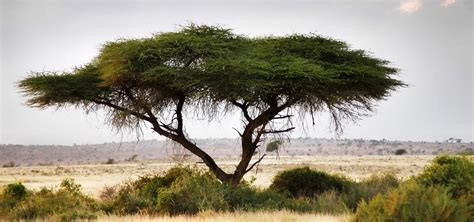 The Fascinating World Of Acacia Trees Diversity Cultural Significance