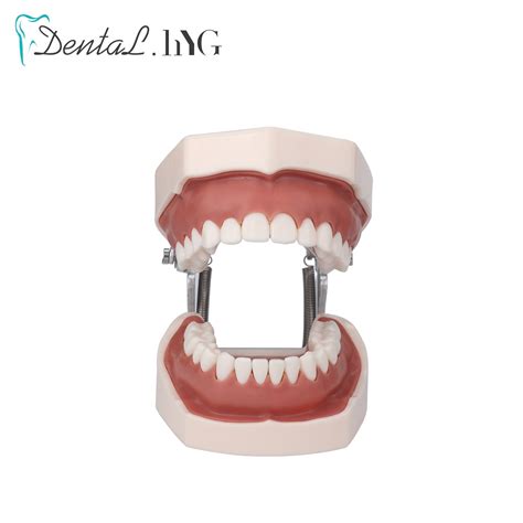 Dental Model Teeth Model Gum Teeth Teaching Model Vicedeal