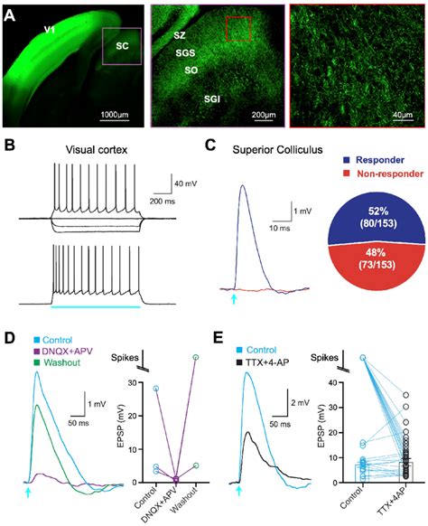 Chr2 Expression And Optogenetic Activation A Left Confocal Image Of