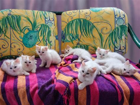 Colored Sex Kittens Cape Town Flirt And Find Your Match