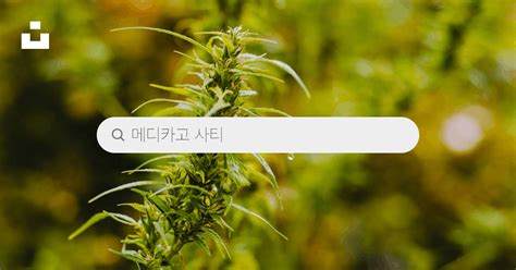 메디카고 사티바 사진 Unsplash에서 무료 이미지 다운로드