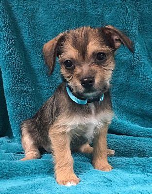 Alta Loma CA Yorkie Yorkshire Terrier Poodle Miniature Meet