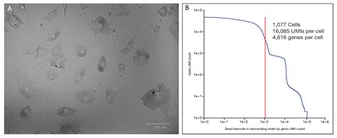 High Throughput Single Cell Rna Seq Of Large Cells And Nuclei