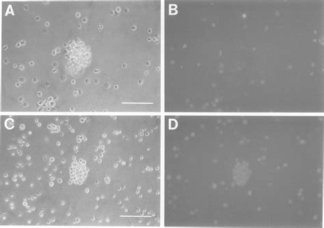 Cell Aggregation In Mixed Populations Adhesion Assays Using Mixed Download Scientific Diagram
