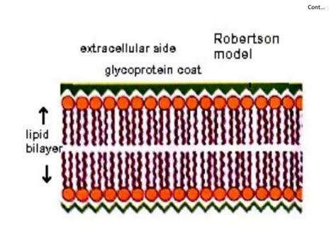 Structure Of Model Membrane Pptx